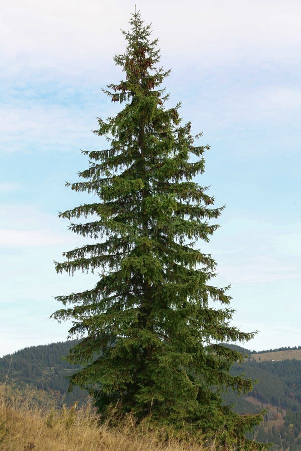 Big Coniferous Tree Growing on Mountain Hill Stock Image - Image of ...
