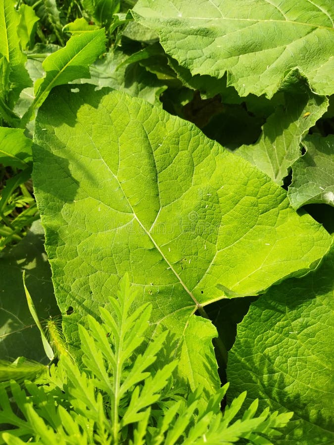 Cool leaf stock photo. Image of flowers, pure, bright, sunny - 769984