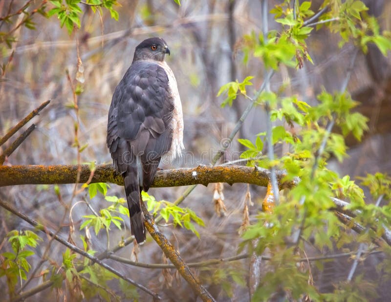 Coopers Hawk Sitting Tree Branch Stock Photos - Free & Royalty-Free ...