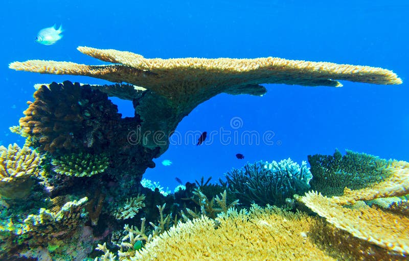 Big coral and small fishes stock image. Image of coral - 28074245
