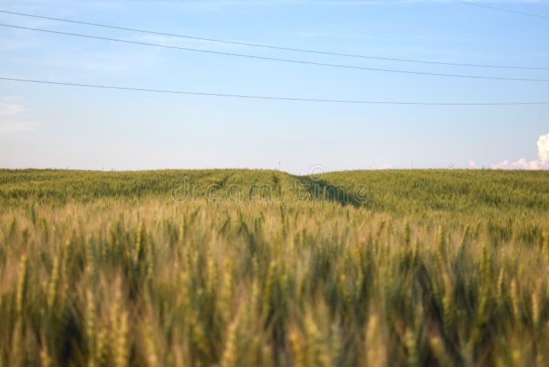 Big corn carpet stock image. Image of healthylife, gardens - 103947559