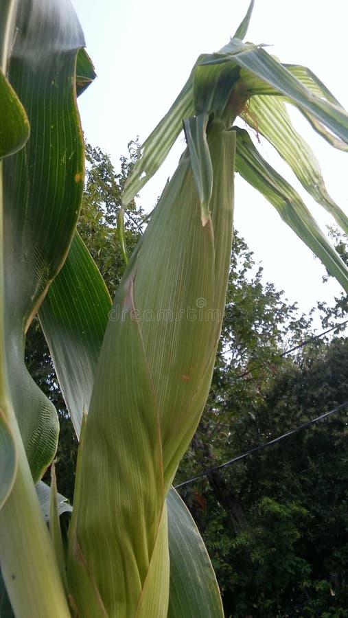 A Big Corn Harvesting Corns Stock Image - Image of branch, grass: 194802387