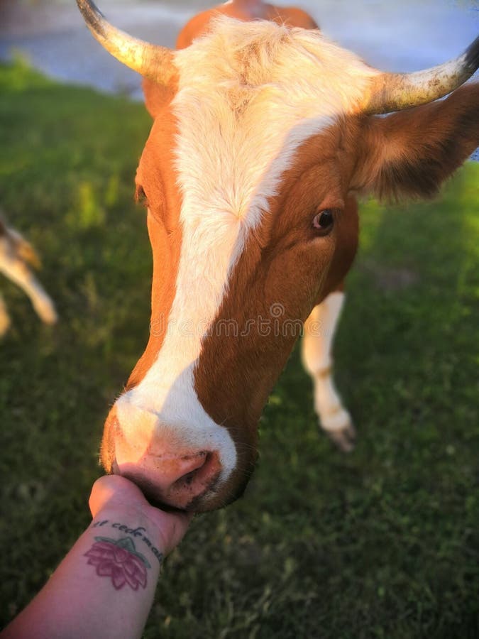 A big cow stock photo. Image of horn, animal, grass - 181776408