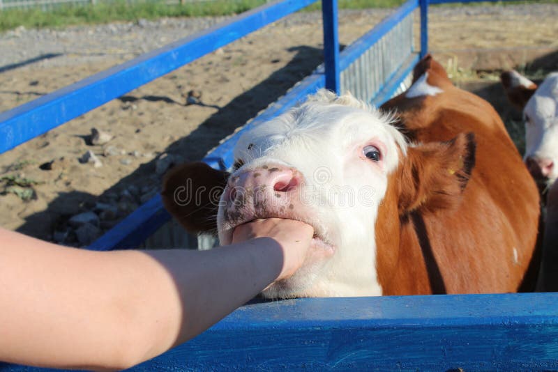 Big Cow Bites Man`s Hand. it`s Funny. Stock Image - Image of brown ...