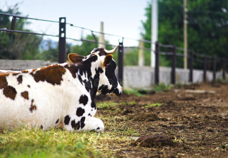 Big cow break stock photo. Image of landscape, food, horn - 44278724
