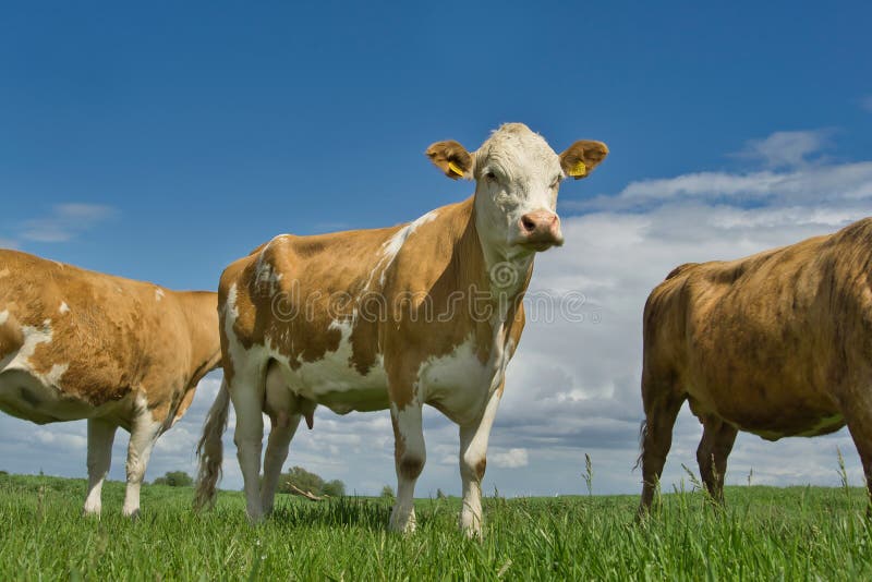 Big Cow stock image. Image of grazing, bovine, mammal - 221076117