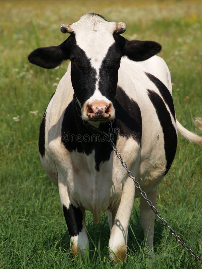 Big cow on the field stock image. Image of green, animal - 31802709