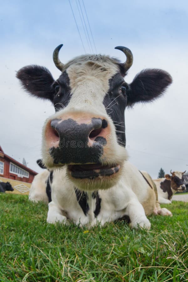 Big Cow stock image. Image of landscapes, green, pets - 48050859