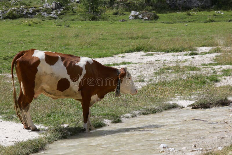 Big Cow Grazing while Drinking in the Mountain Stream Stock Photo ...