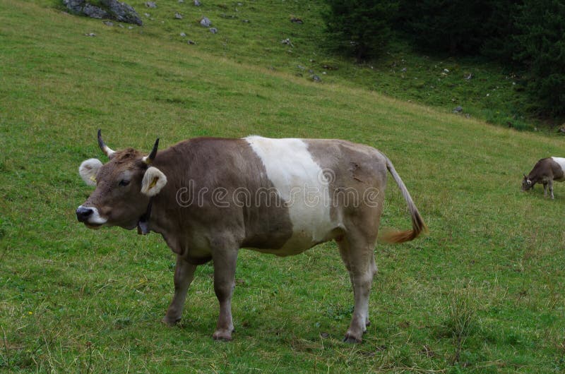 A big cow stock image. Image of green, horn, farm, land - 66557795