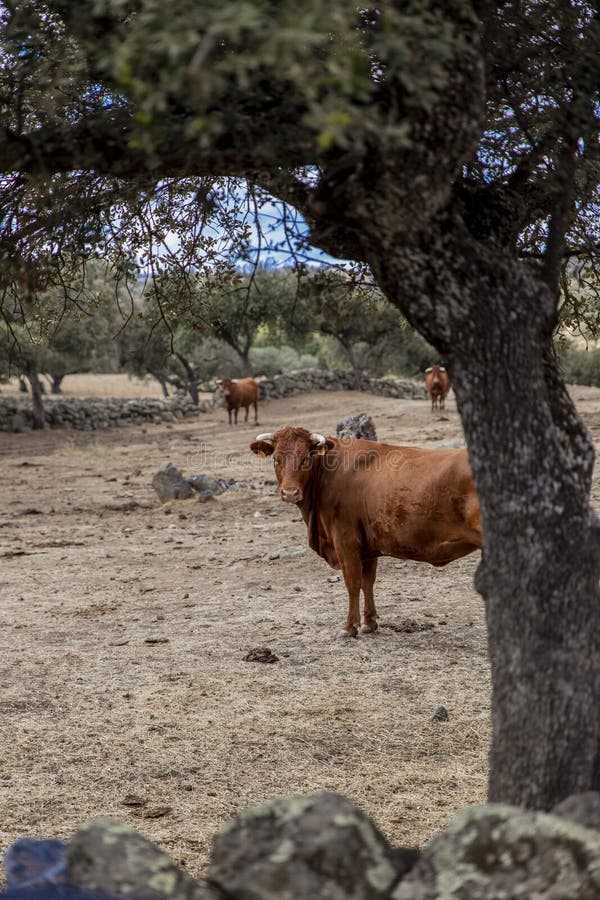 Big Cows in the Dry Rural Area during Daytime Stock Image - Image of ...