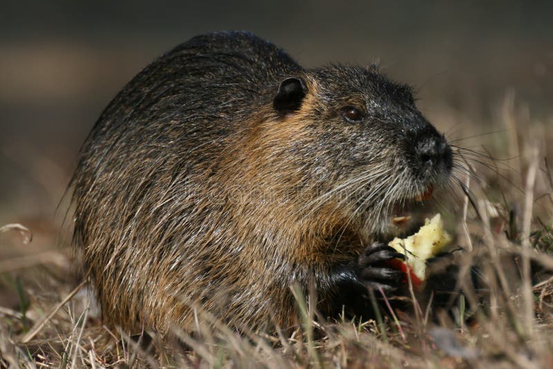 Big coypu stock photo. Image of pilose, wildlife, hirsute - 8759724