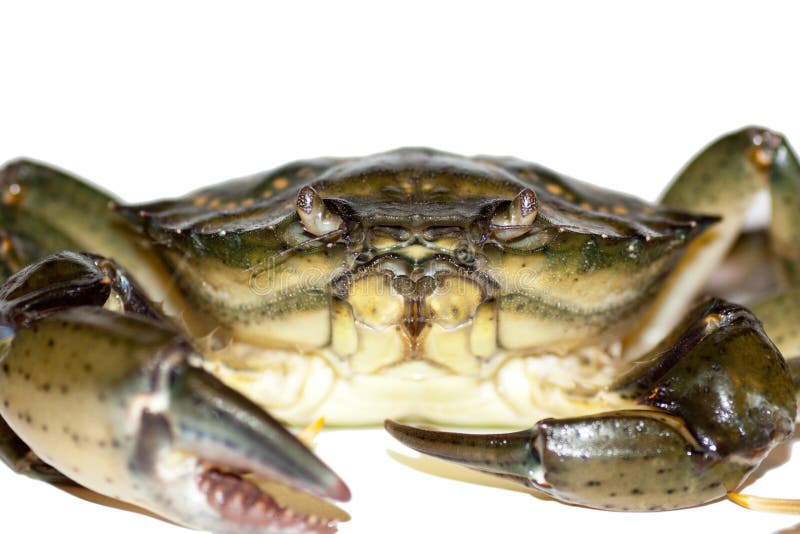 Big crab stock photo. Image of claws, africa, horizontal - 23838978