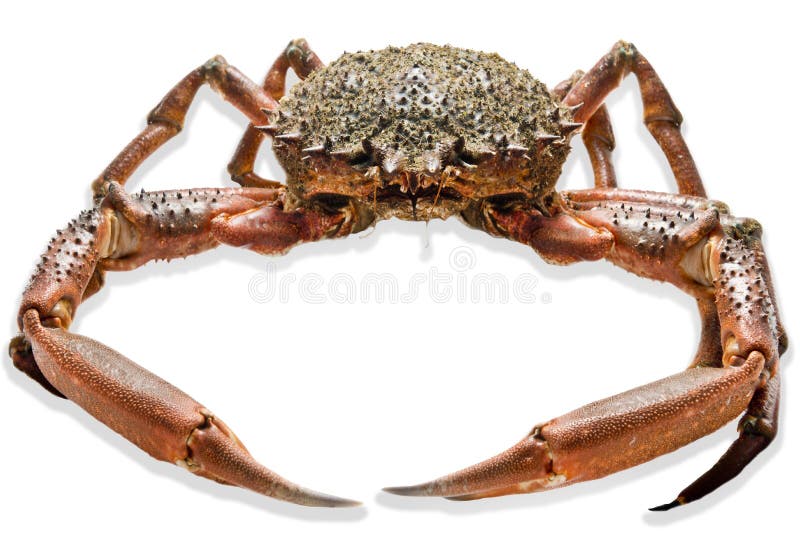 Big Crab stock photo. Image of crustacean, fresh, crude - 28175126
