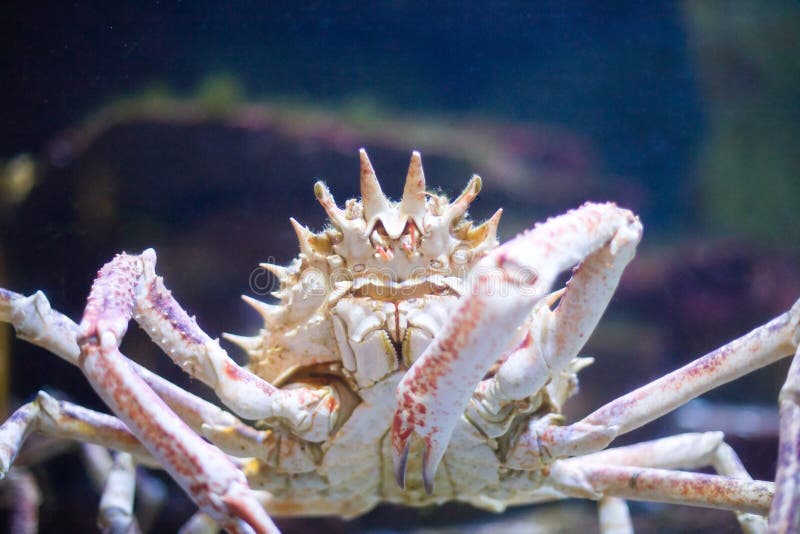 Big crab stock photo. Image of closeup, pincers, aquarium - 6519178