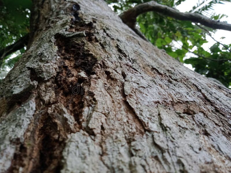 A big crack in a tree stock photo. Image of bigtree - 279012252