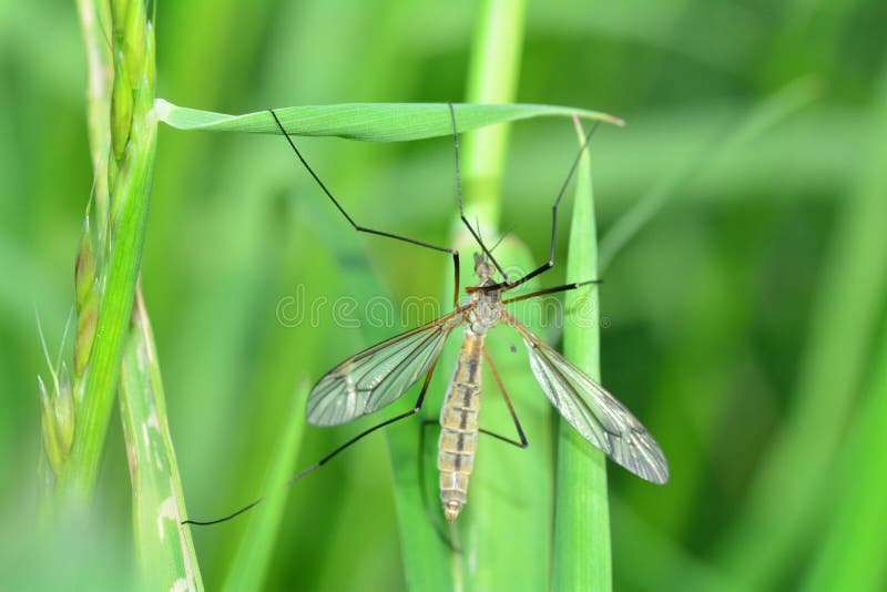 Big Crane Fly in Green Nature Stock Photo - Image of grass, gnat: 153827086