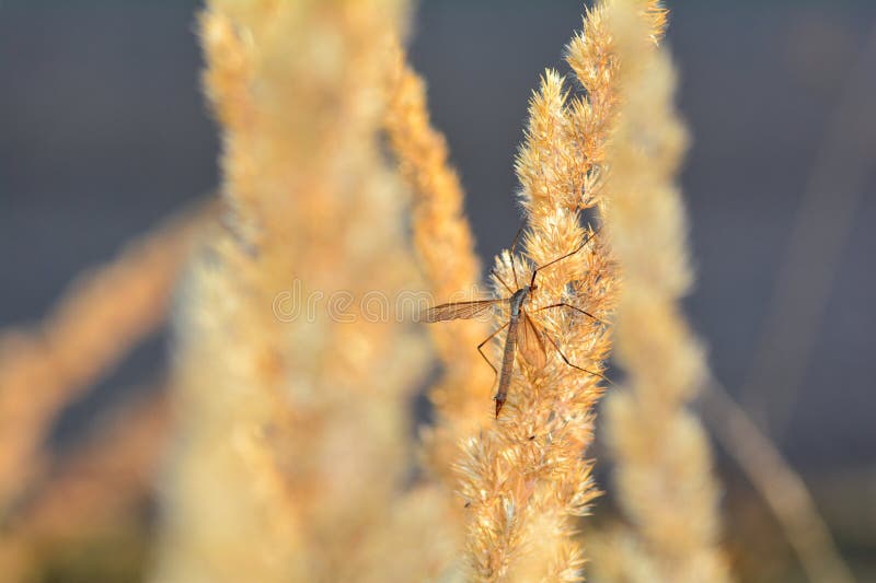 Big Crane Fly in the Sunlight Stock Photo - Image of wings, wildlife ...