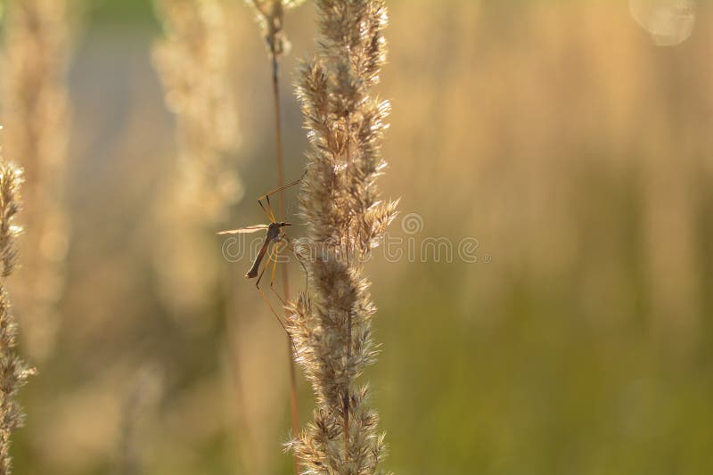 Big Crane Fly in the Sunlight Stock Image - Image of background ...