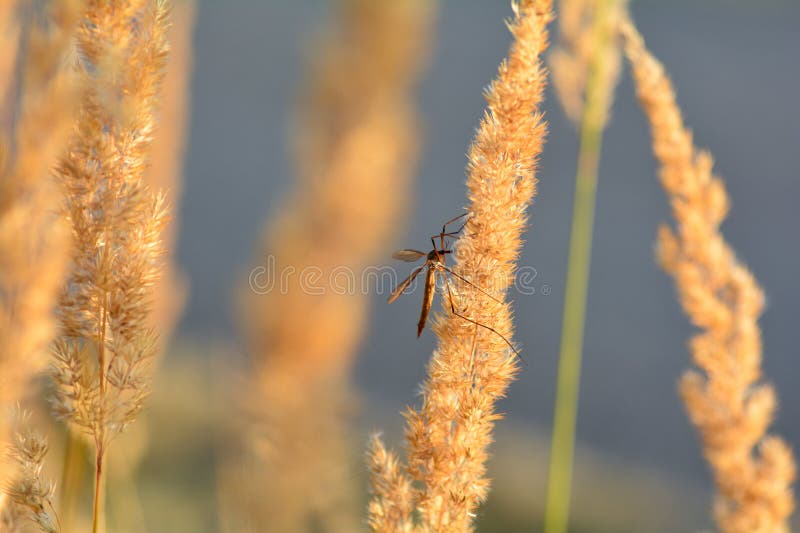 Big Crane Fly in the Sunlight Stock Photo - Image of wildlife, mosquito ...
