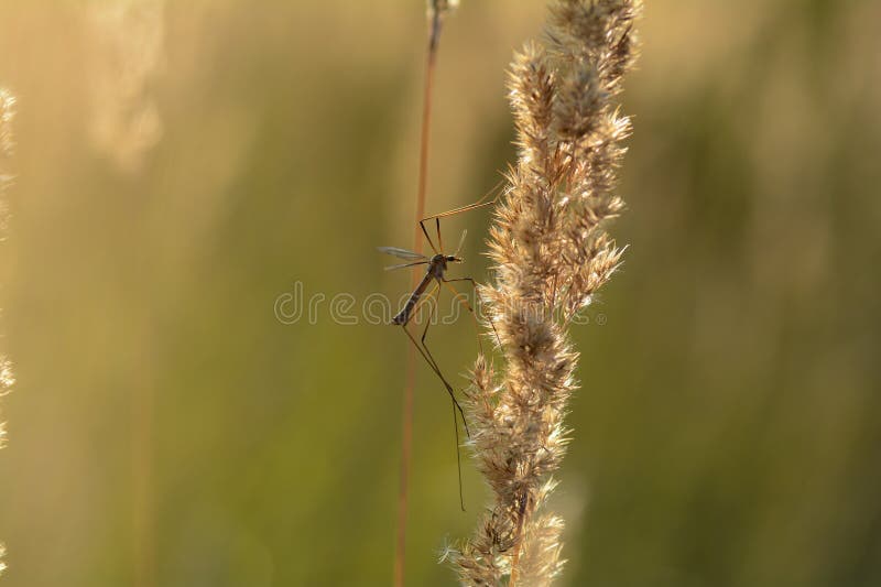 Big Crane Fly in the Sunlight Stock Image - Image of life, macro: 272583191