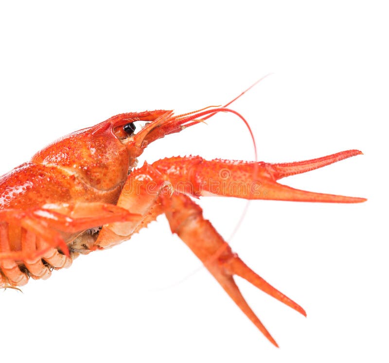 Prepared big crayfish stock photo. Image of craw, background - 144279404
