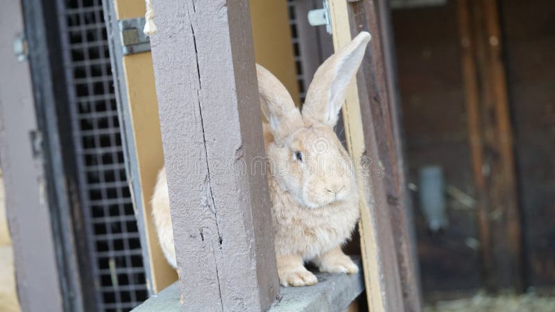A big cream colored rabbit stock image. Image of creamcolored - 206859649