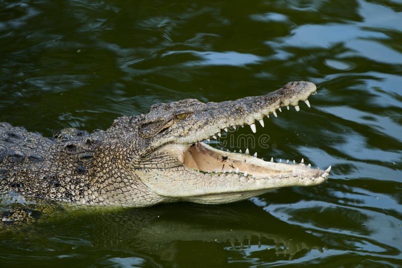 Big crocodile stock photo. Image of head, creature, tropical - 31548072