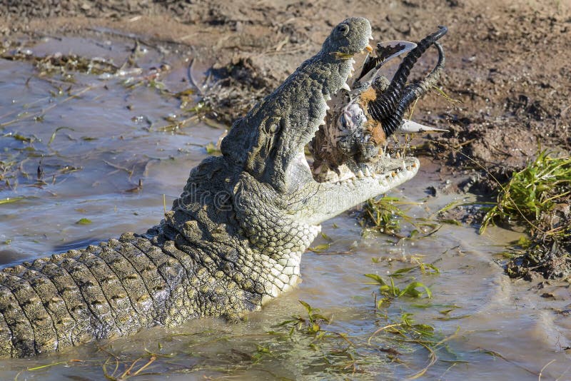 Big Crocodile Eats the Head of Springbok with Horns Stock Image - Image ...