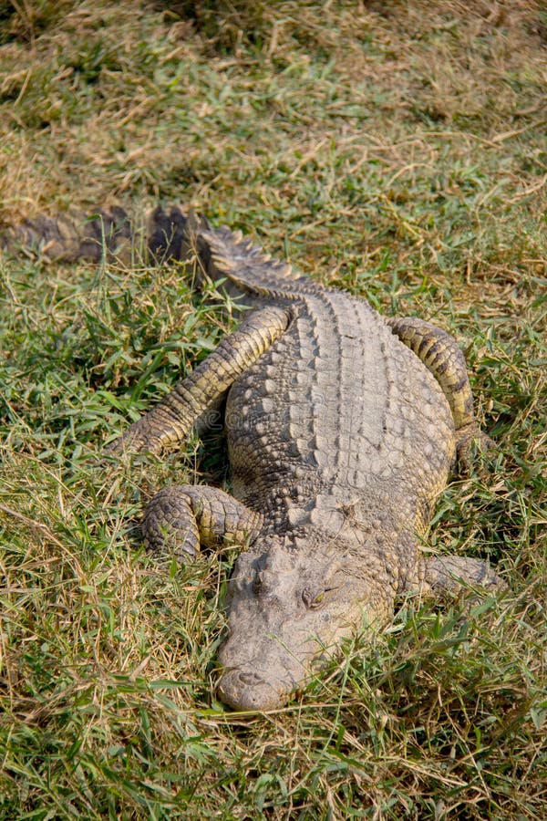 Big Crocodile Laying on the Grass Stock Photo - Image of aggressive ...