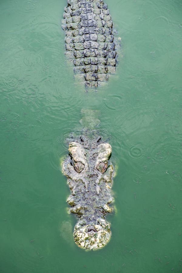 Big crocodile in pond stock image. Image of bite, green - 80741717