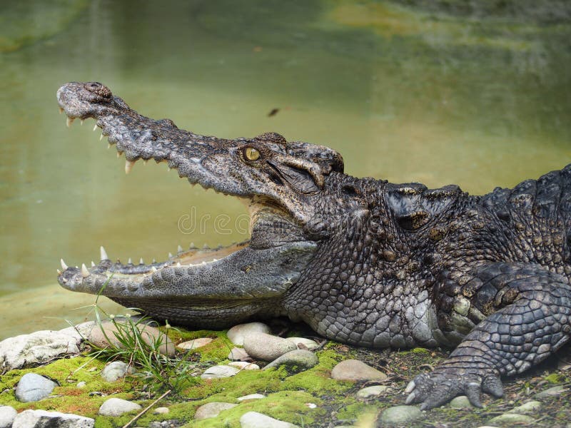 Crocodile Jaw stock image. Image of open, reptile, teeth - 21010547