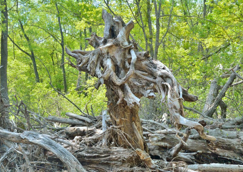 Crooked Dead Tree Brunch with Moss on the Background of Autumnal Leaves ...