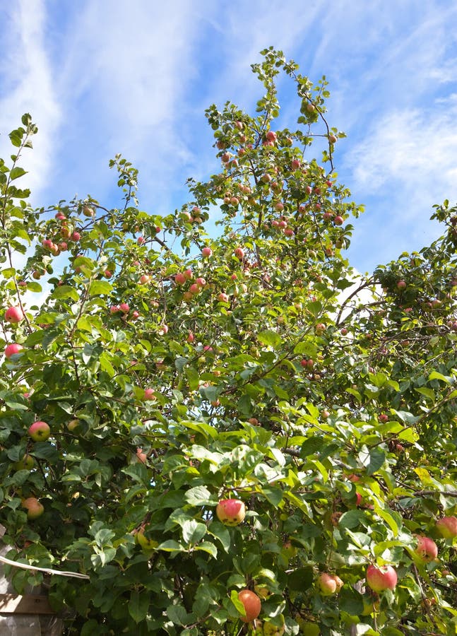 Big crop of apples stock image. Image of appletree, juicy - 31043489