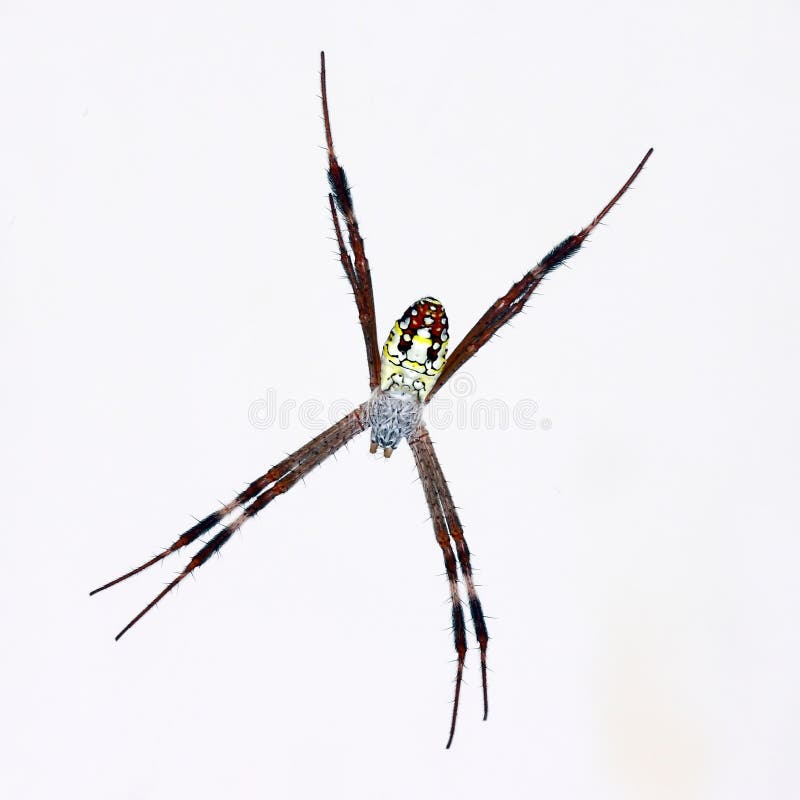Cross Spider Crawling on a Spider Thread. Halloween Fright Stock Image ...