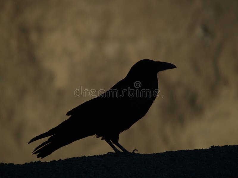 A big crow in Death Valley stock image. Image of mood - 6498781