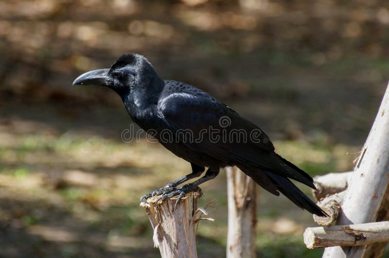 Big crow looking away stock image. Image of nature, raven - 65511103