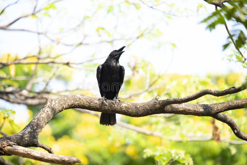 Eastern jungle crow stock photo. Image of tree, tail - 159851758