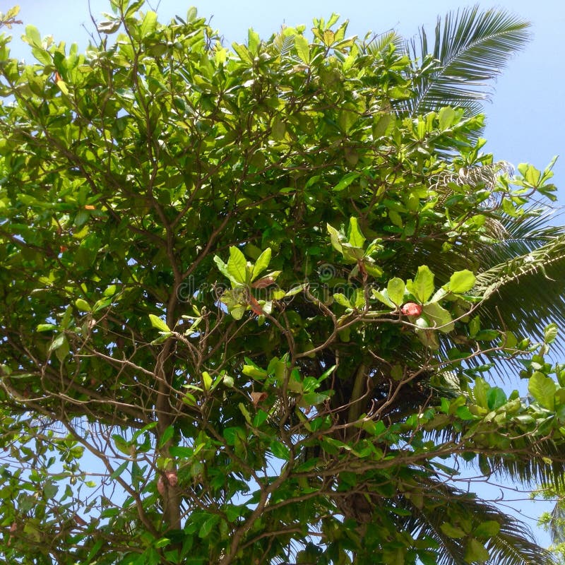 Mango Tree Crown, Beginning of the Day, Last Season Stock Image - Image ...