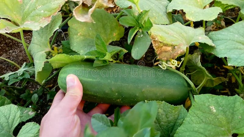 Big Cucumber Left To Get Seeds, Big Cucumber, Cucumber in Open Field ...