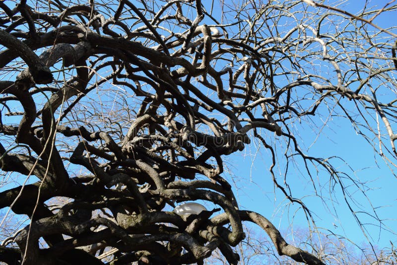 Big Curved Tree Branches with Clear Blue Sky As Background Down View ...