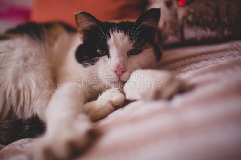 Big Cute Fat Cat Lying on the Sofa and Looking Ahead Stock Photo ...