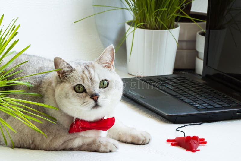 Big Cute Intelligent Cat Sitting Next with Computer Screen and a Mouse ...