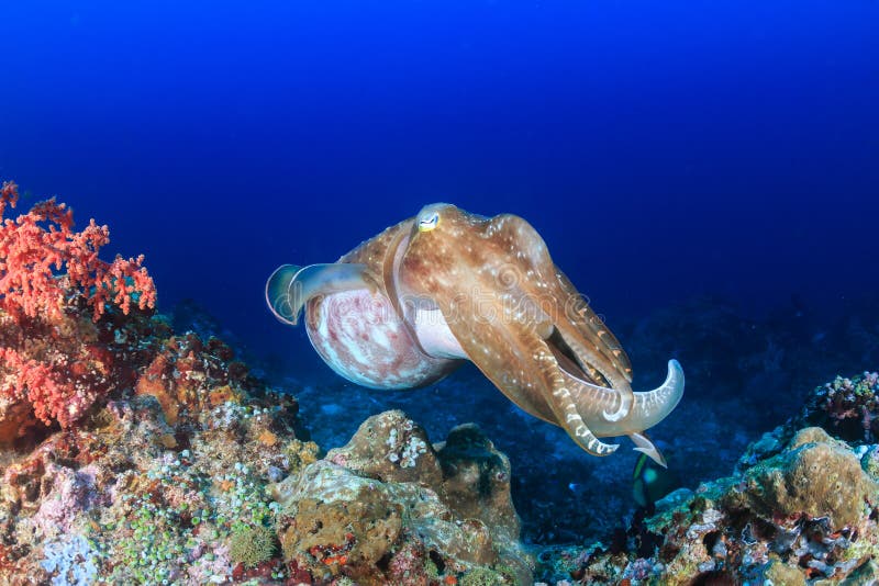 Big Cuttlefish. stock photo. Image of fish, hooded, exotic - 53379428