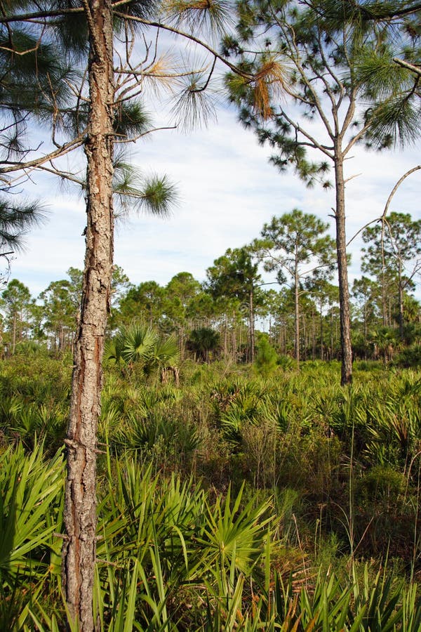 Bald Cypress Swamp in Big Thicket Preserve, Texas Stock Photo - Image ...