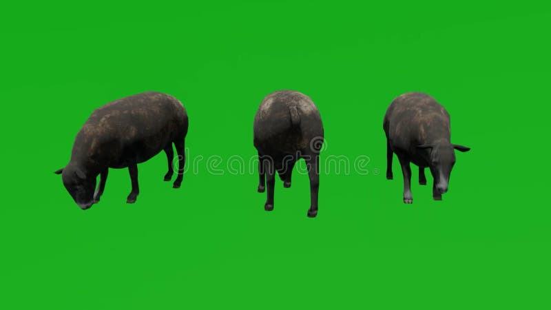 Big 3D Sheep Green Screen Eating the Plain with 3 Different Views Stock ...