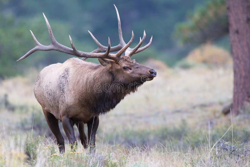 Big daddy elk stock image. Image of call, curl, america - 85063305