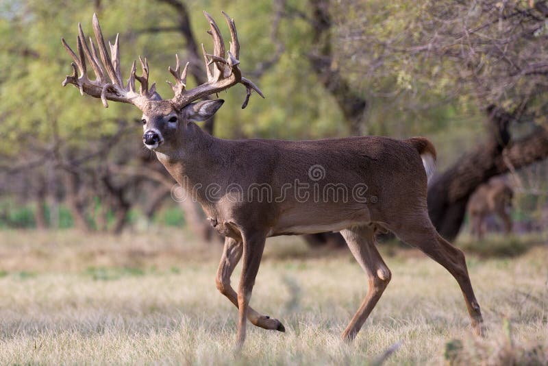 Big Non Typical Whitetail Bucks