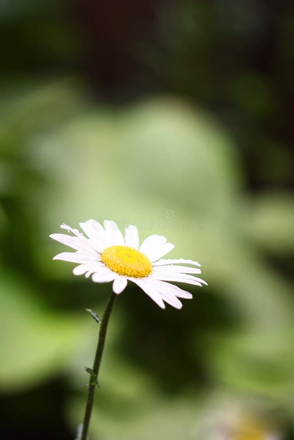 Big daisy stock photo. Image of chamomile, yellow, nature - 55524430