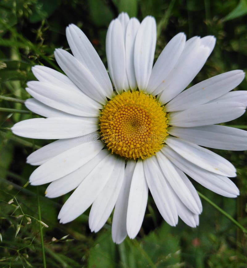 Big Daisy in the forest stock photo. Image of saverbig - 189620566
